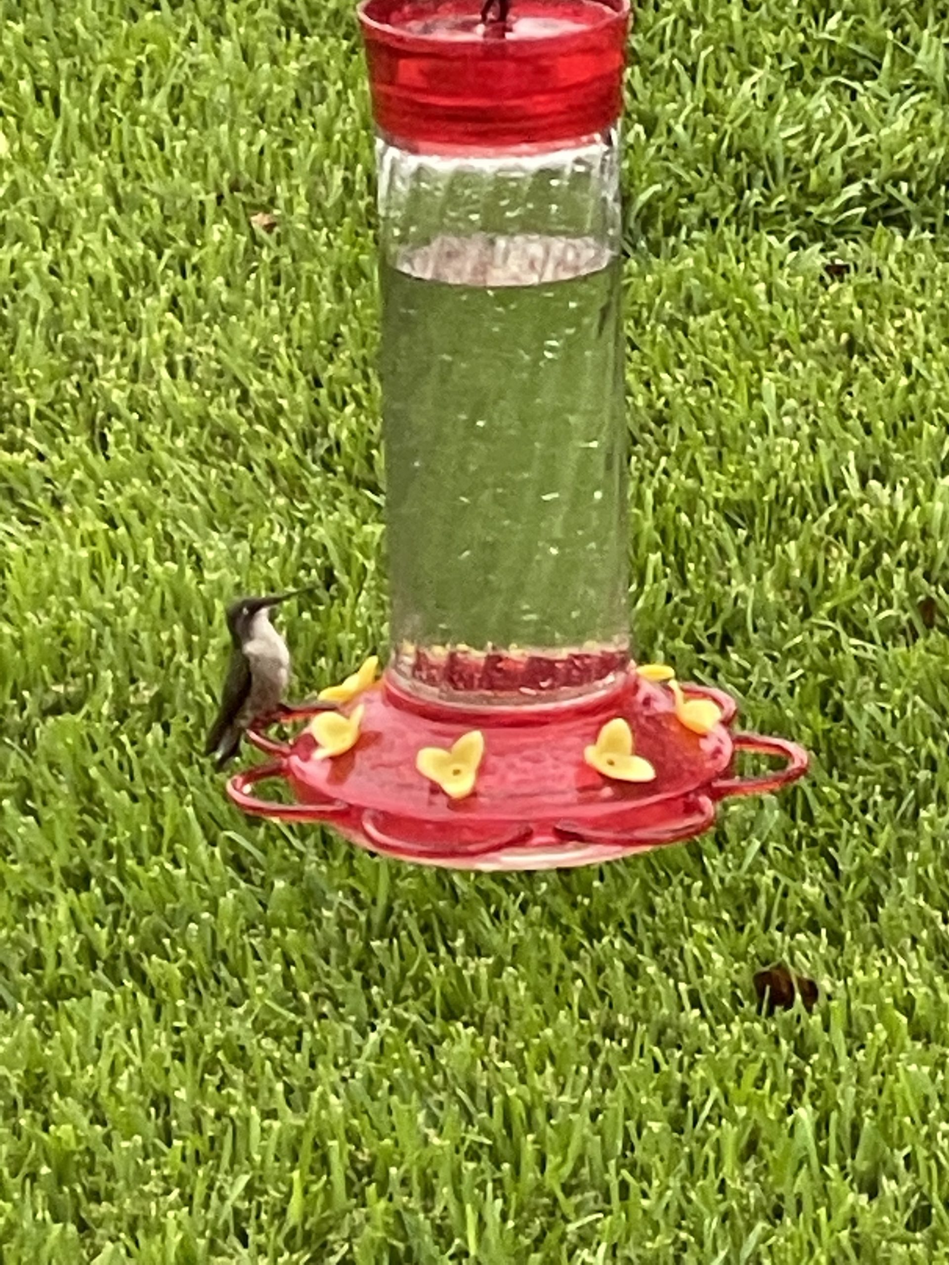 Hummingbird Tablescape for Fall and Spring - Life is Better Lakeside