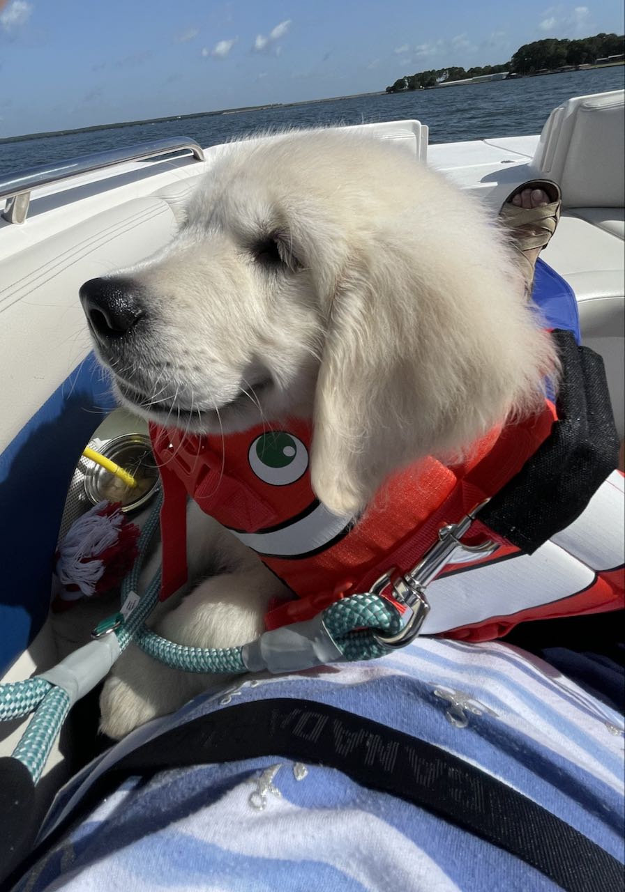 Simba’s Boat Bravery and Other Patriotic Holiday Adventures - Life is ...