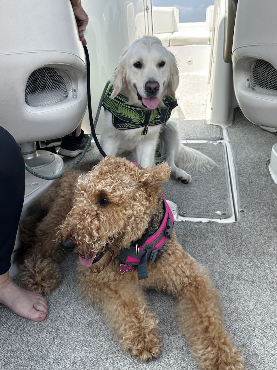 Simba’s Boat Bravery and Other Patriotic Holiday Adventures - Life is ...