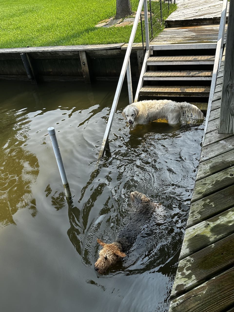 Simba’s Boat Bravery and Other Patriotic Holiday Adventures - Life is ...